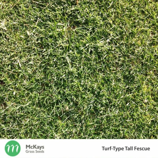 Turf-Type Tall Fescue Lawn Seed - McKays Grass Seeds