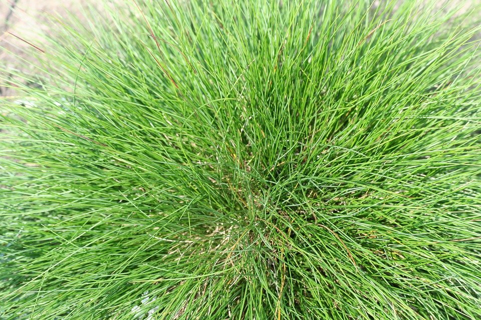 All You Need to Know About Fescue - McKays Grass Seeds